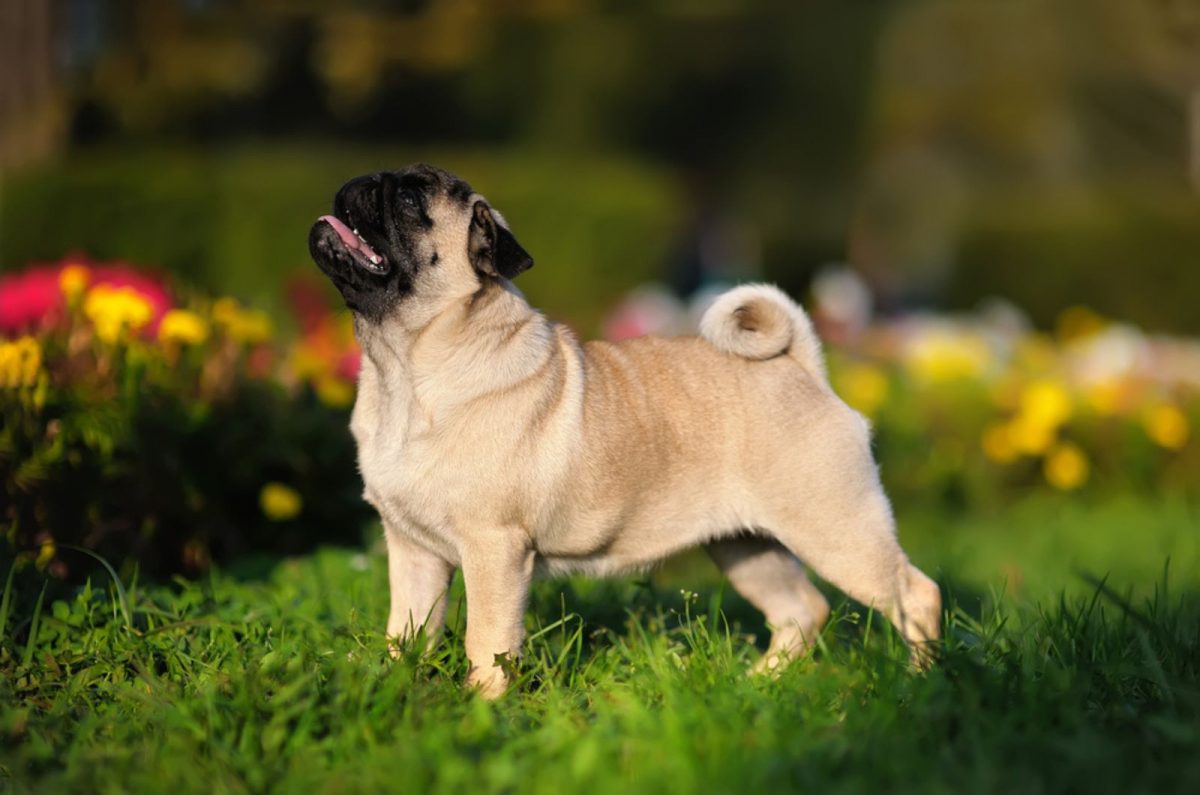 11 Reasons Why Pugs Are Ugly For Real