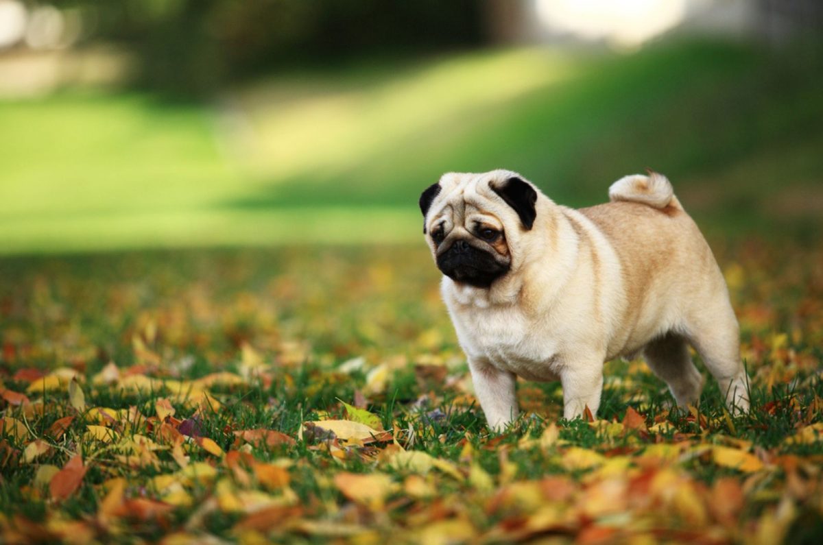 11 Reasons Why Pugs Are Ugly For Real