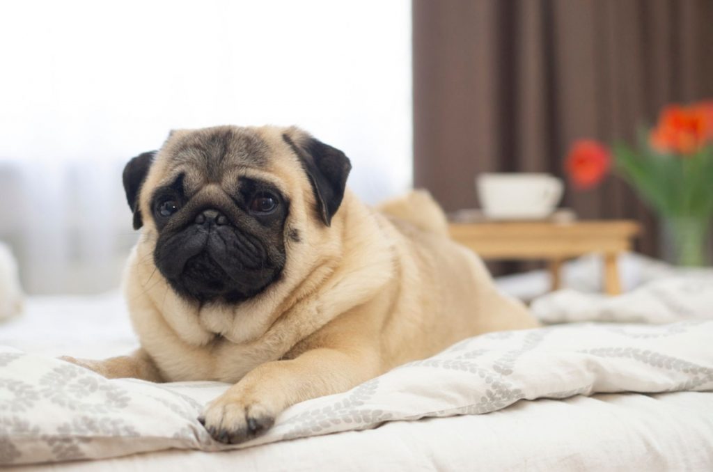 11 Reasons Why Pugs Are Ugly For Real