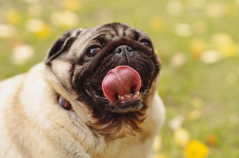 11 Reasons Why Pugs Are Ugly For Real