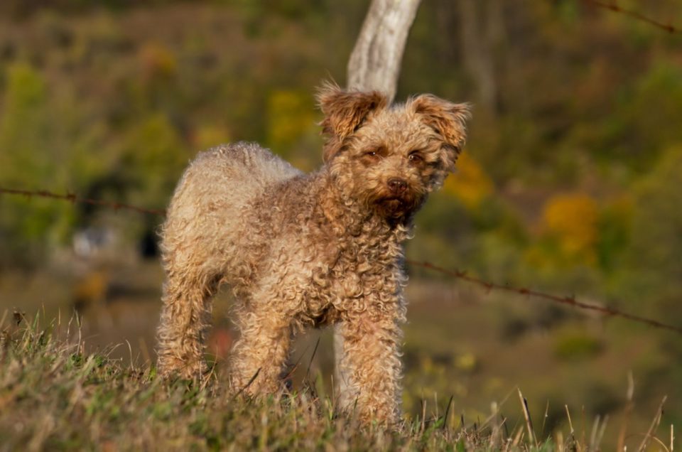 22 Small Curly-Haired Dogs You’ll Want To Cuddle