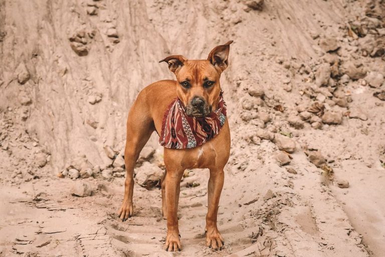 Is The Rhodesian Ridgeback Pitbull Mix The Dog For You?