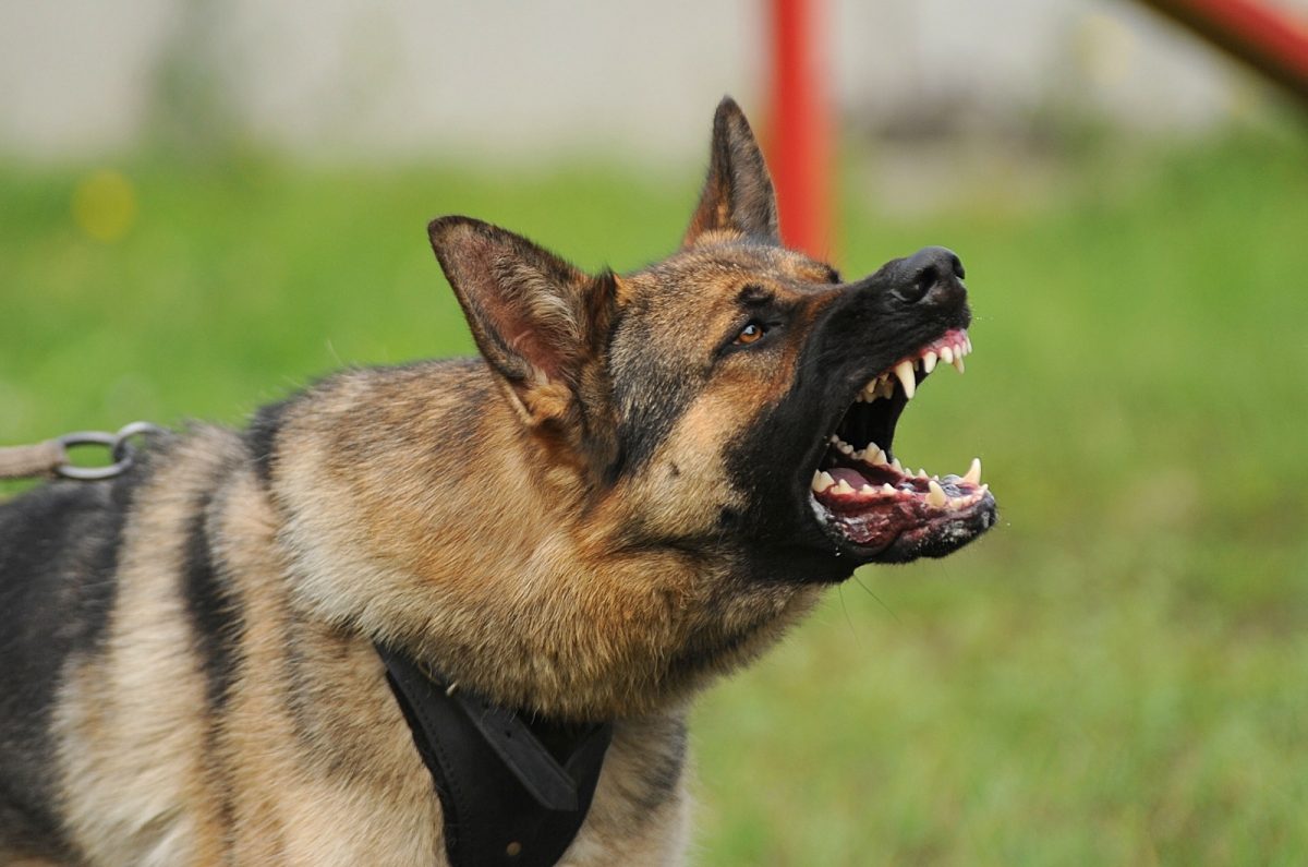 Everything On The German Shepherd Bite Force