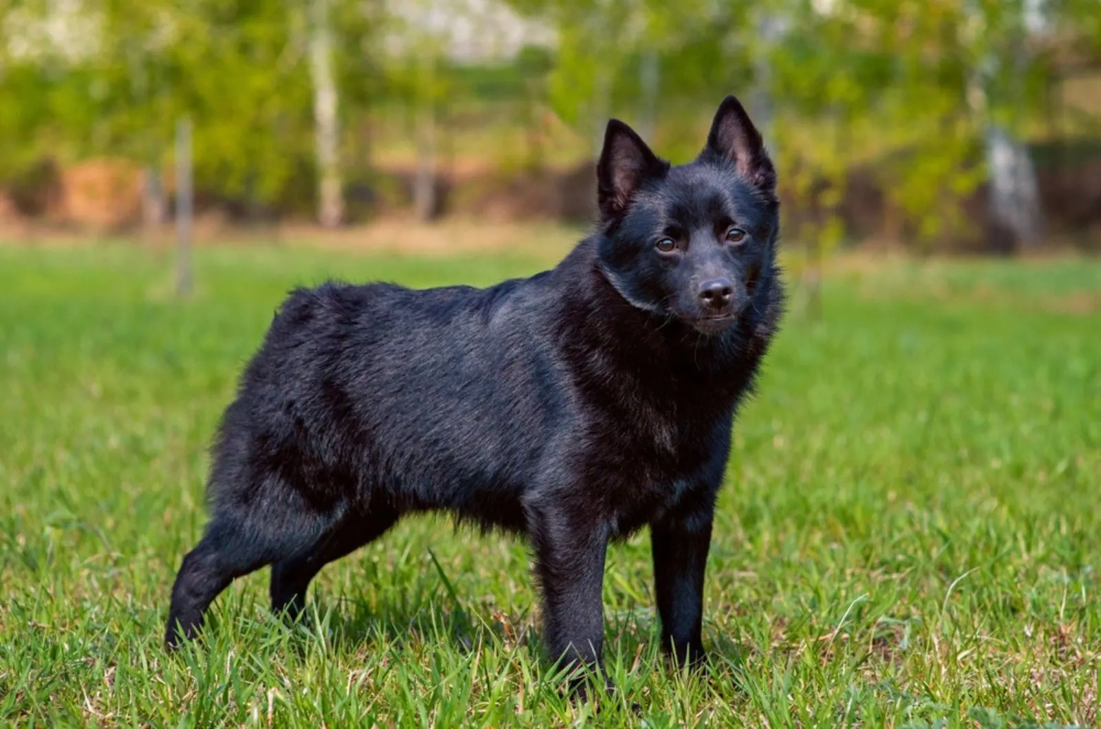 19 Non Sporting Dog Breeds: Wide Range Of Diverse Dogs