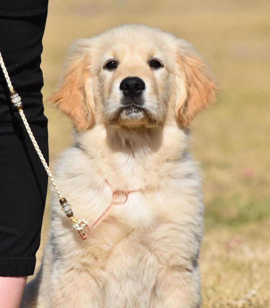 9 Types Of Golden Retrievers: Get To Know All Of Them