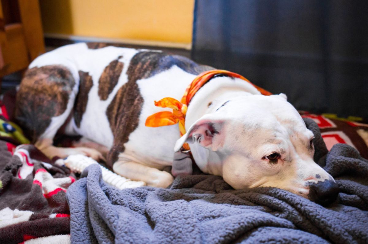 When To Euthanize A Sick Pitbull