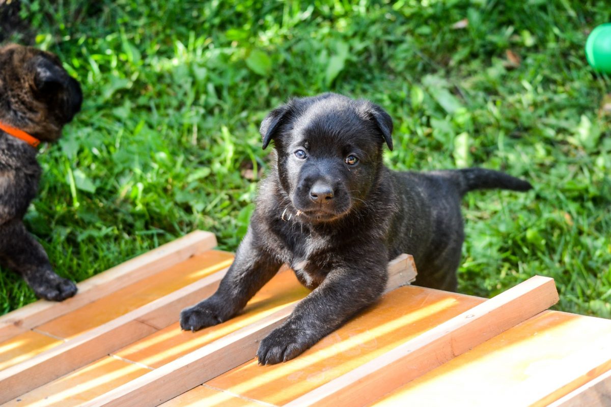 The Dutch Shepherd Growth Chart: Medium But Premium