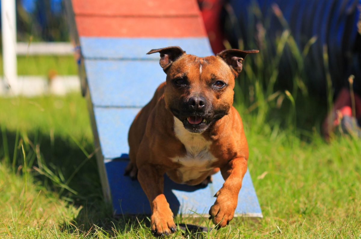 The Mystery Of Staffordshire Bull Terrier Growth Chart