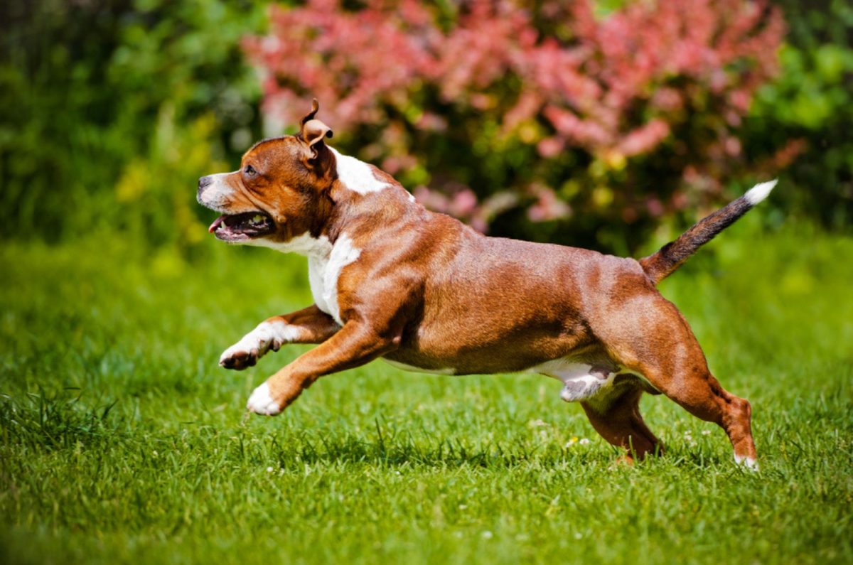 The Mystery Of Staffordshire Bull Terrier Growth Chart