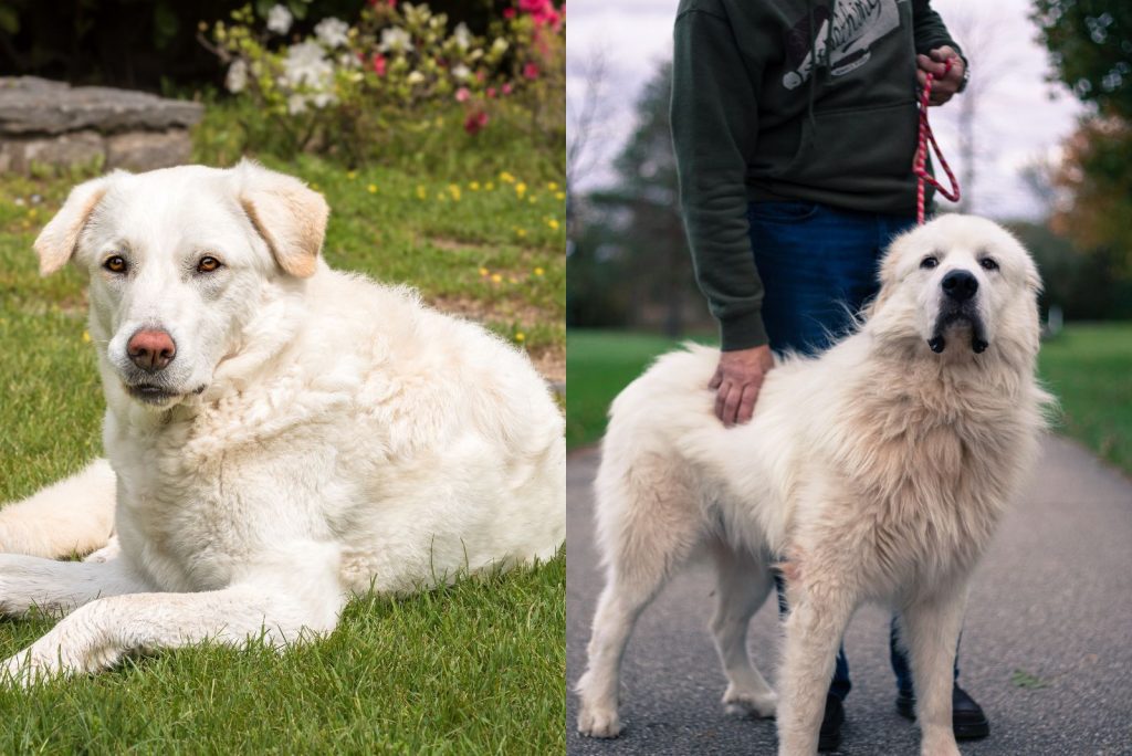 Maremma Sheepdog Vs Great Pyrenees: Clash Of The Titans
