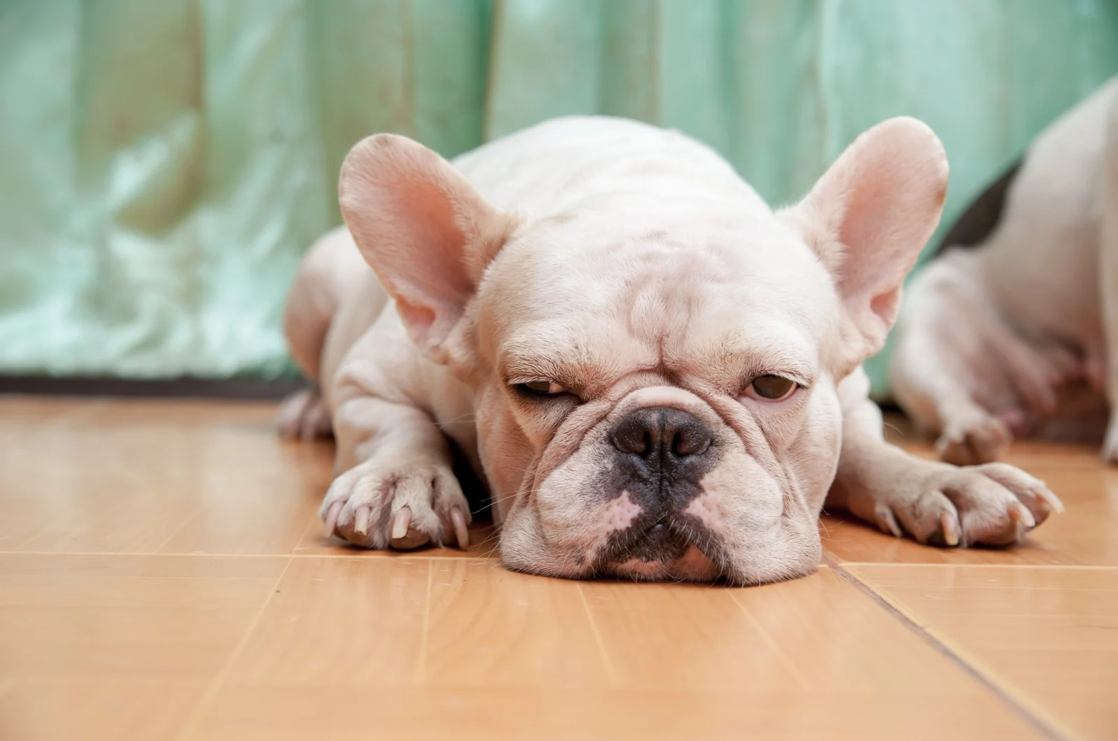 When To Euthanize A Sick Frenchie? 5 Final Health Conditions