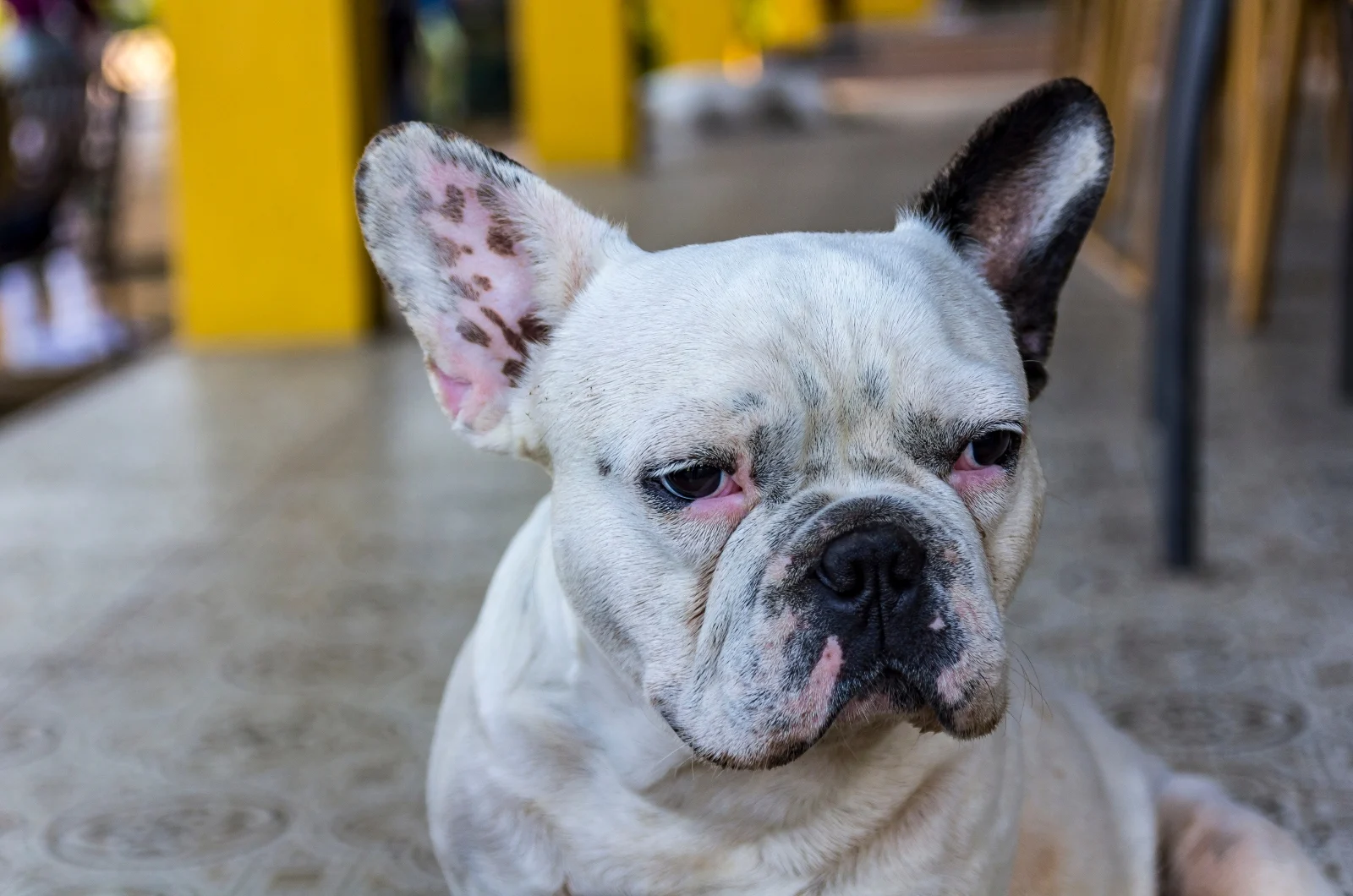 When To Euthanize A Sick Frenchie? 5 Final Health Conditions