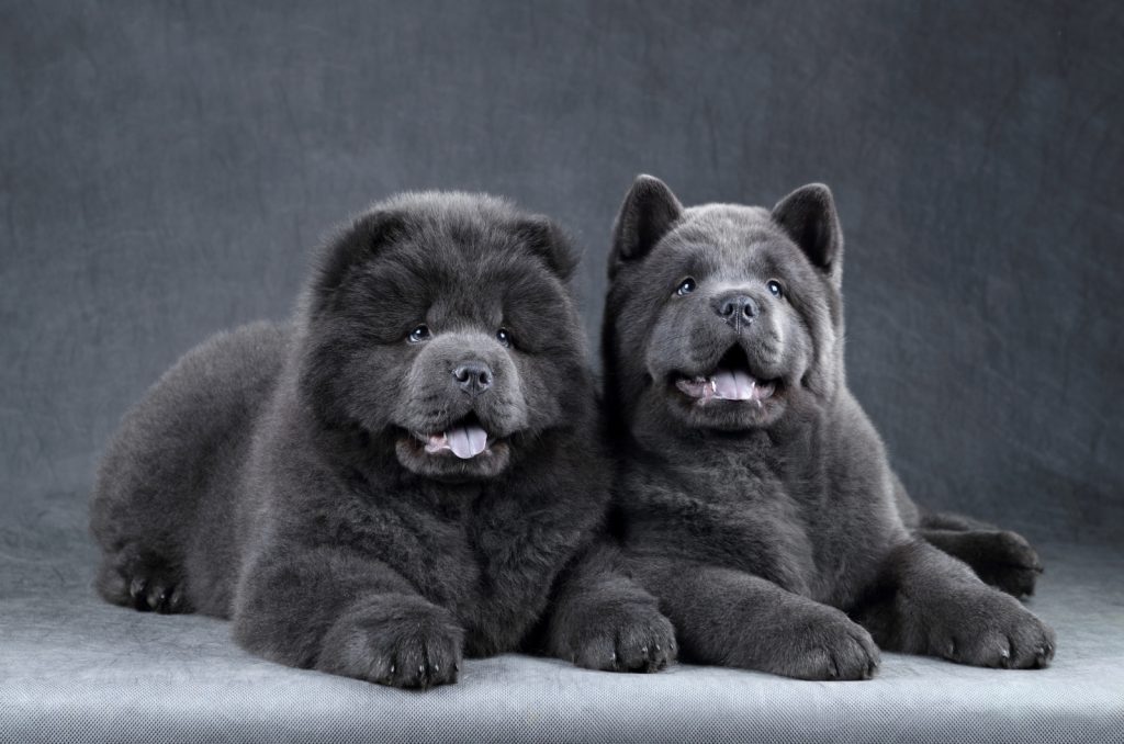 What's Interesting About Blue Chow Chows?