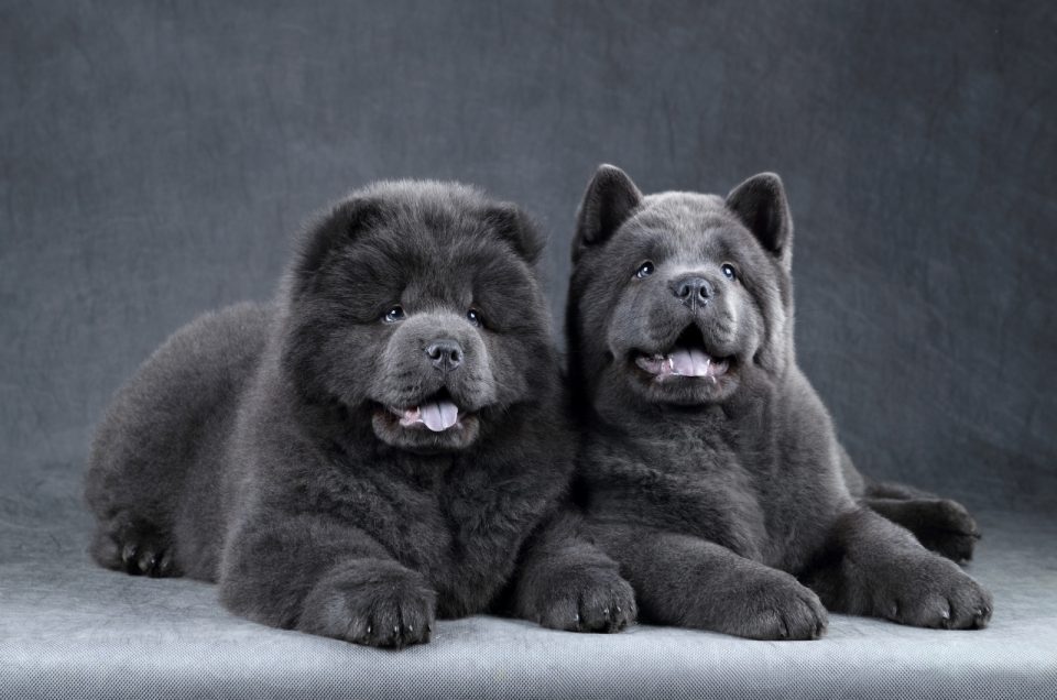 What's Interesting About Blue Chow Chows?