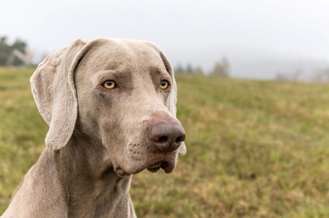 21 Dogs With Green Eyes You’ll Fall In Love With