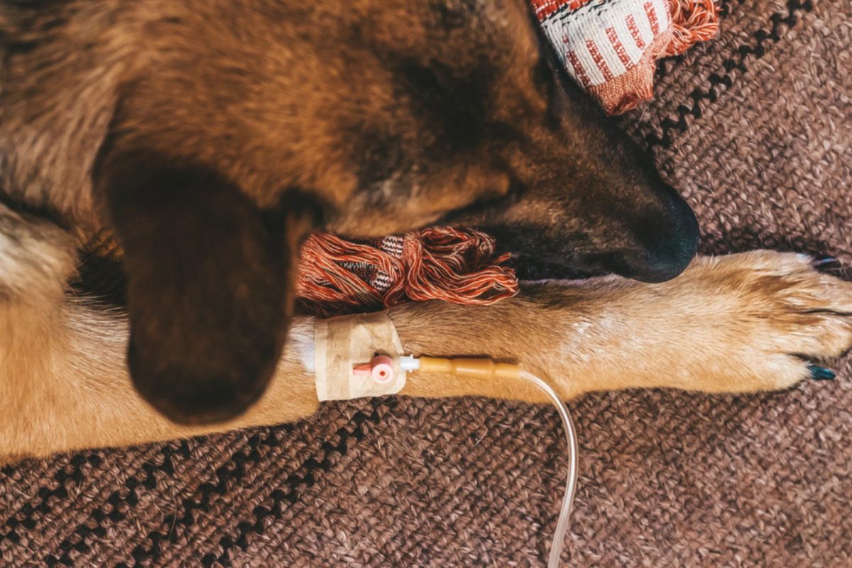 6 Reasons For German Shepherd Front Legs Problems