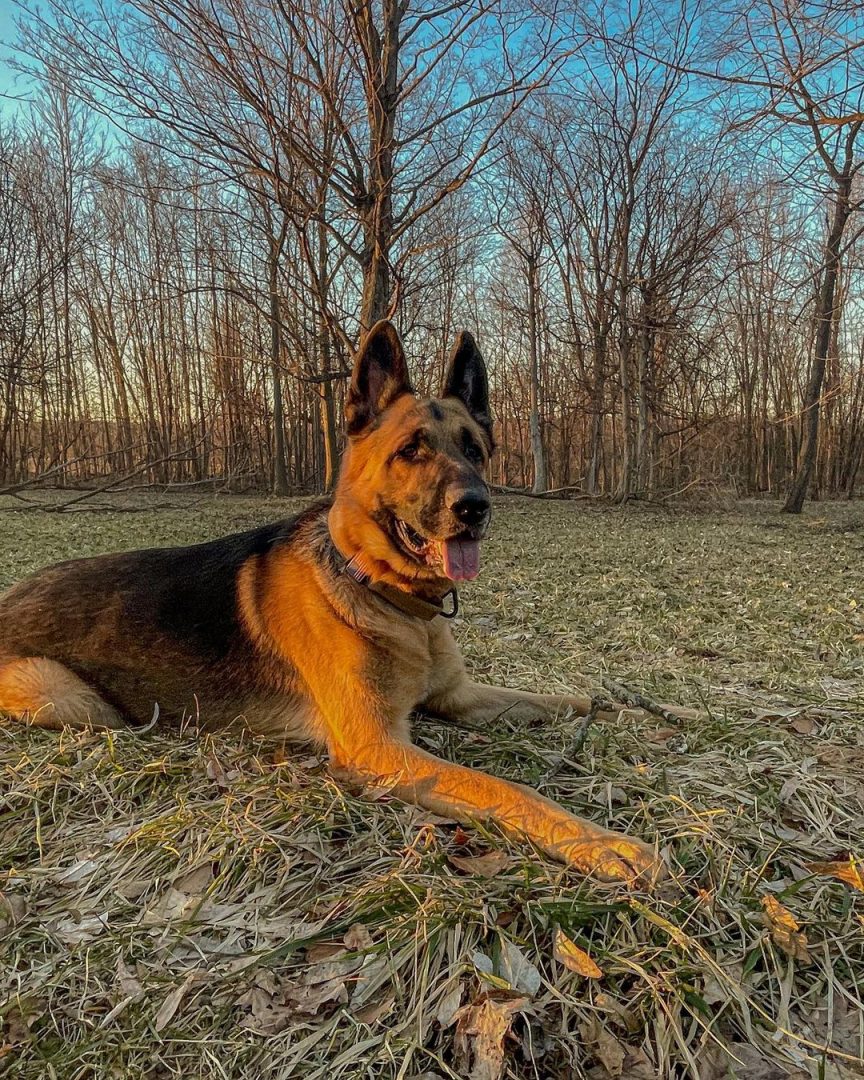 A Saddleback German Shepherd Is Uncommonly Common