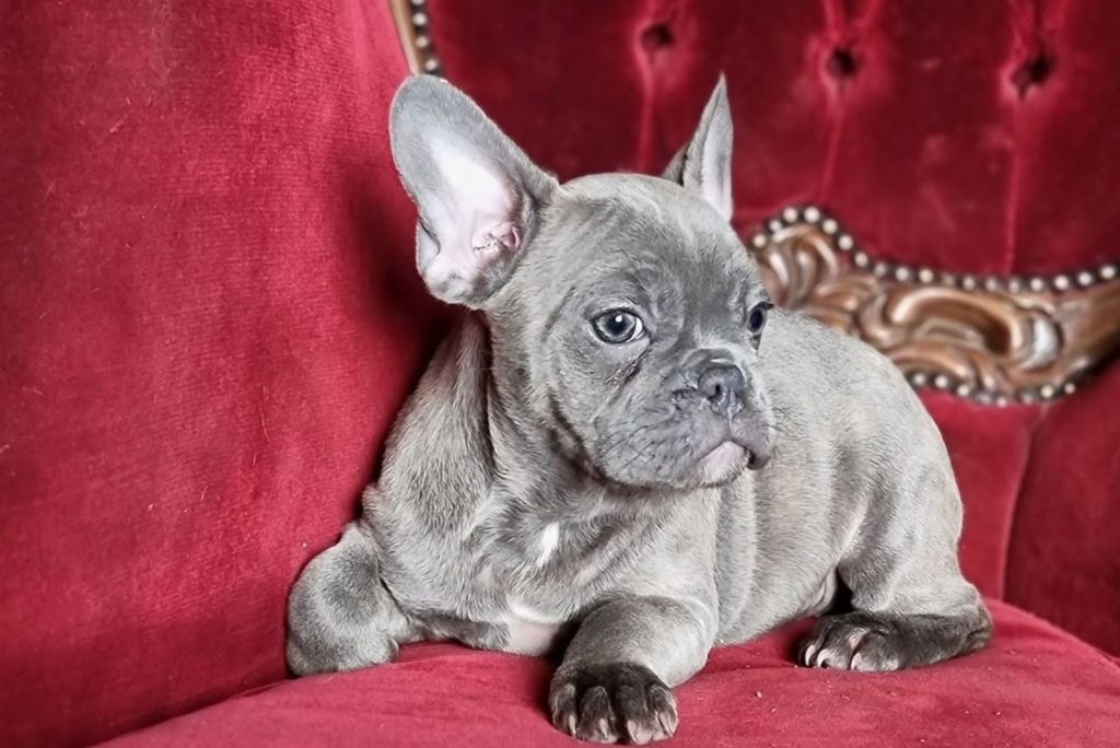 All About The Beautiful Brindle French Bulldog