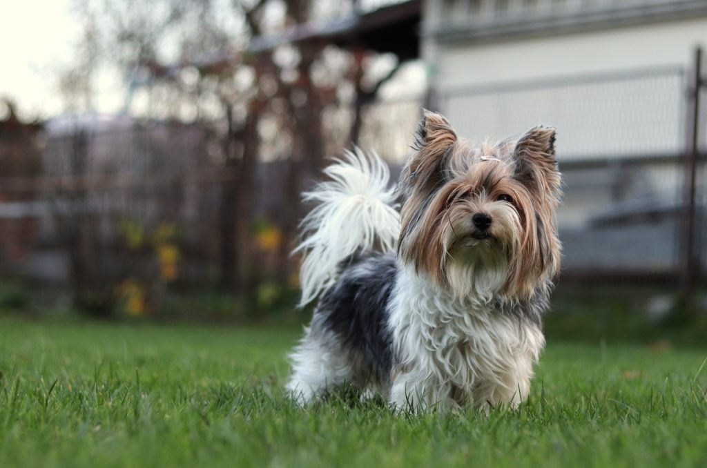 The Biewer Terrier Growth Chart - How Big Can Tiny Pups Get?