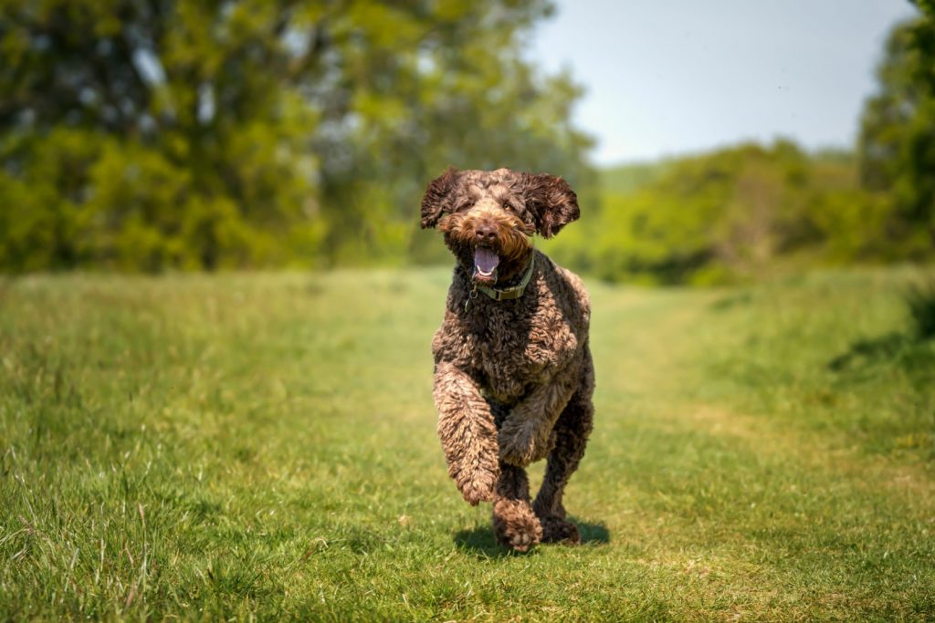 The Labradoodle Feeding Chart And Healthy Diet Guide