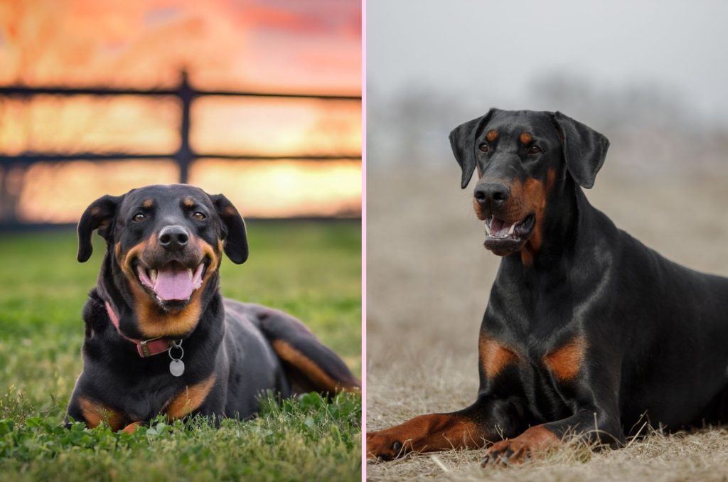 Are Dobermans And Rottweilers Related: Hidden Canine History