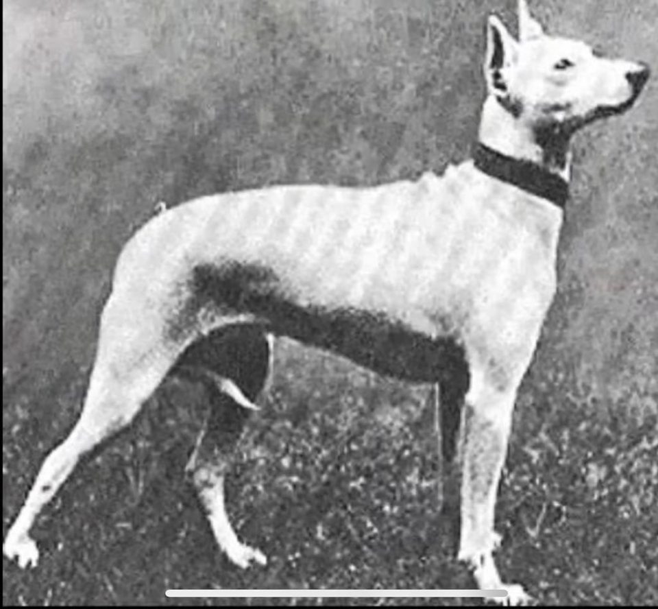 26 Extinct Dog Breeds Whose Memory Lives On (With Pictures)