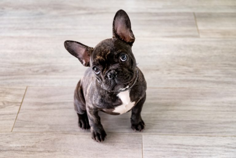 5 Causes Of French Bulldog Breathing Problems + 3 Solutions