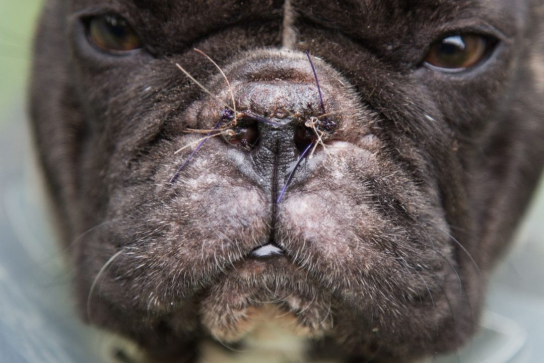 French Bulldog Nose Surgery: When To Do It