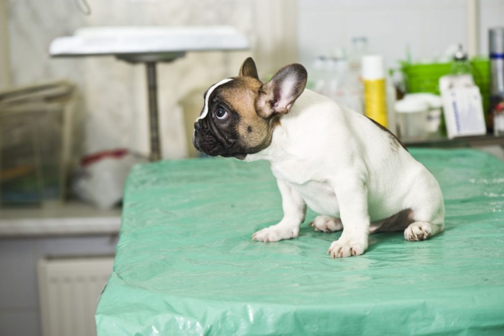 French Bulldog Nose Surgery: When To Do It