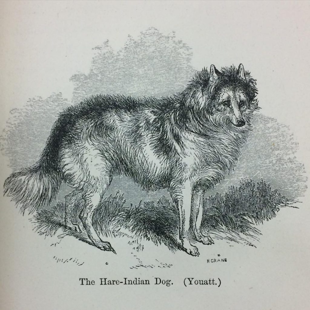26 Extinct Dog Breeds Whose Memory Lives On (With Pictures)