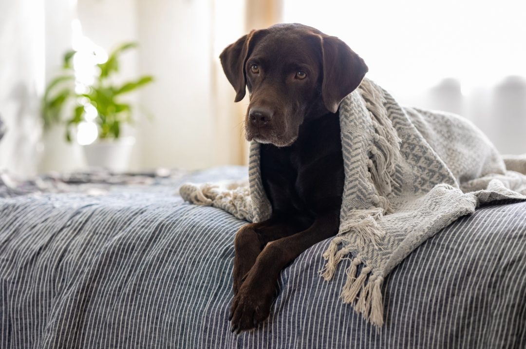 7 Labrador Hip Problems & How To Recognize Them
