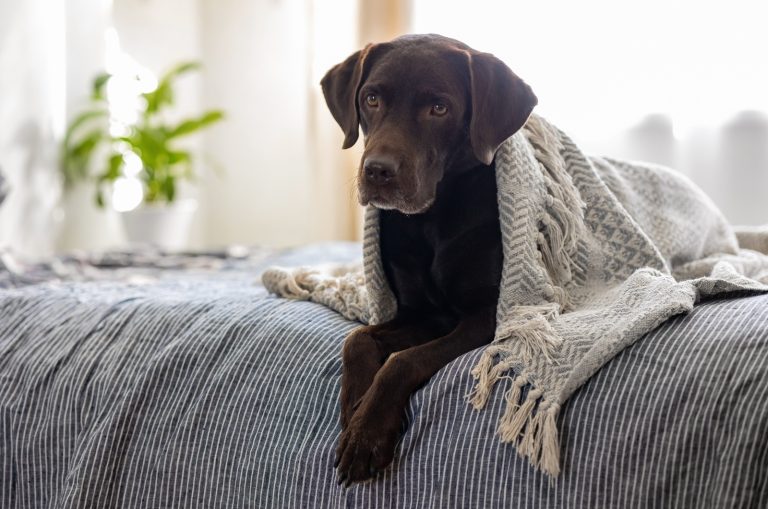 7 Labrador Hip Problems & How To Recognize Them