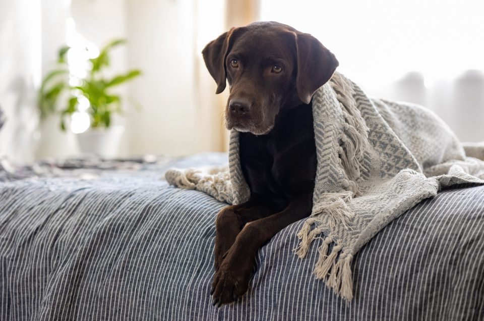 7 Labrador Hip Problems & How To Recognize Them