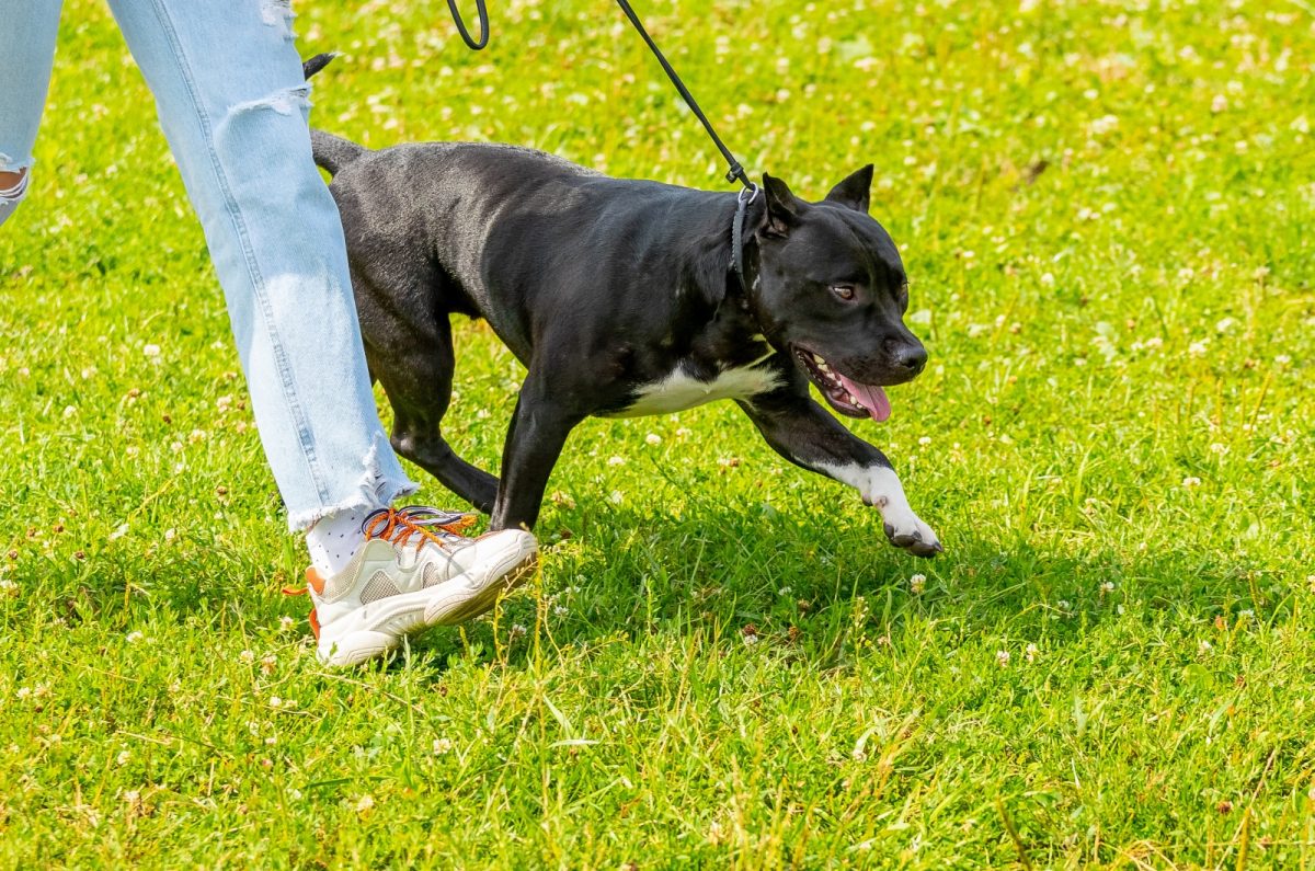 What Were Pitbulls Bred For? 7 Different Roles Throughout History