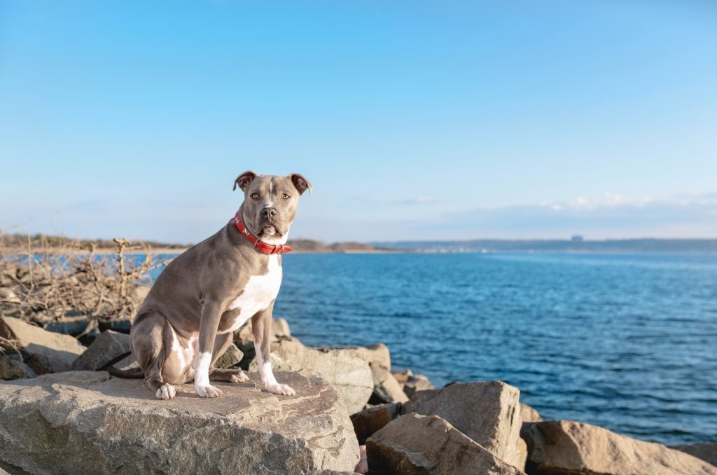 What Were Pitbulls Bred For? 7 Different Roles Throughout History