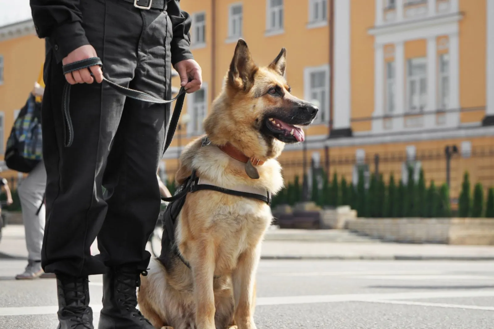 All 32 German Shepherd Working Titles Explained