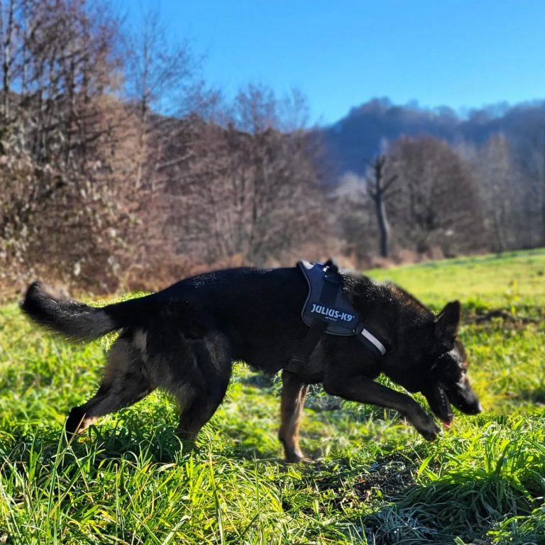Grey German Shepherd Still Has A Colorful Heart