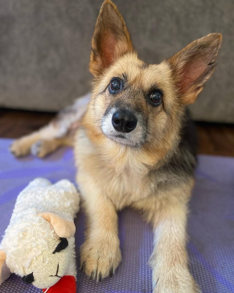 Do Dwarf German Shepherds Even Exist?