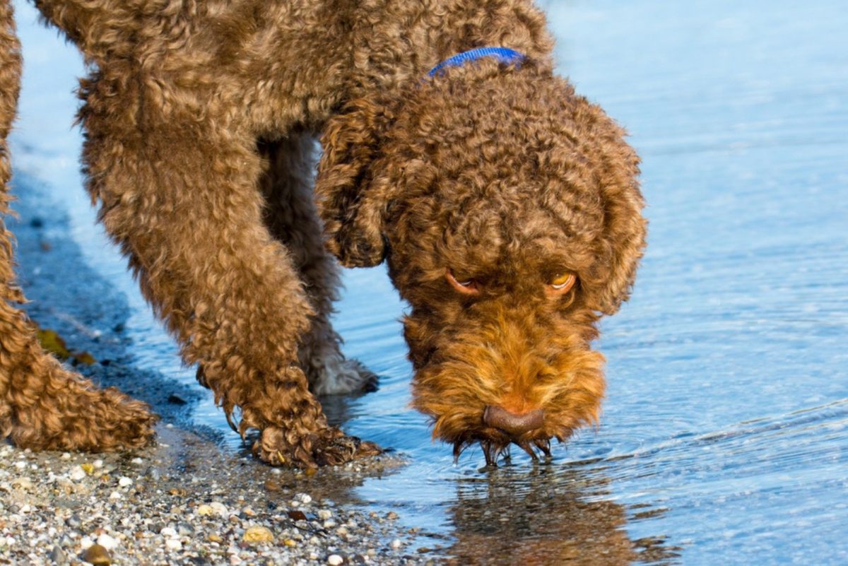 14 Dog Breeds That Like Water, Or Better Said, Love It