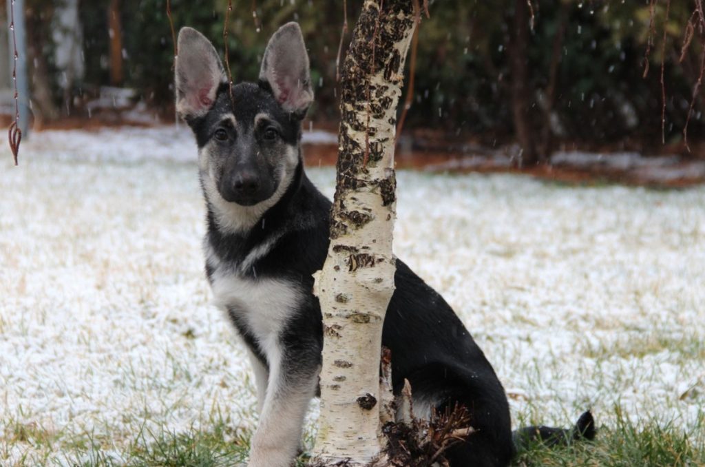 Black And Silver German Shepherd: A Complete Guide