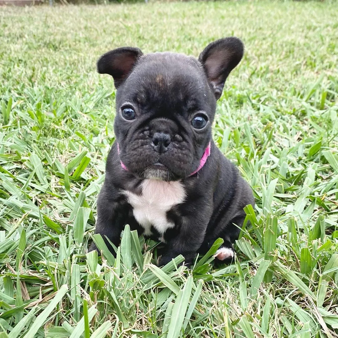 Meet The Black Brindle French Bulldog, A Short, Dark, And Handsome Fella
