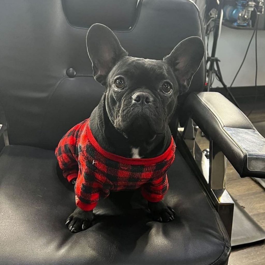 Meet The Black Brindle French Bulldog, A Short, Dark, And Handsome Fella