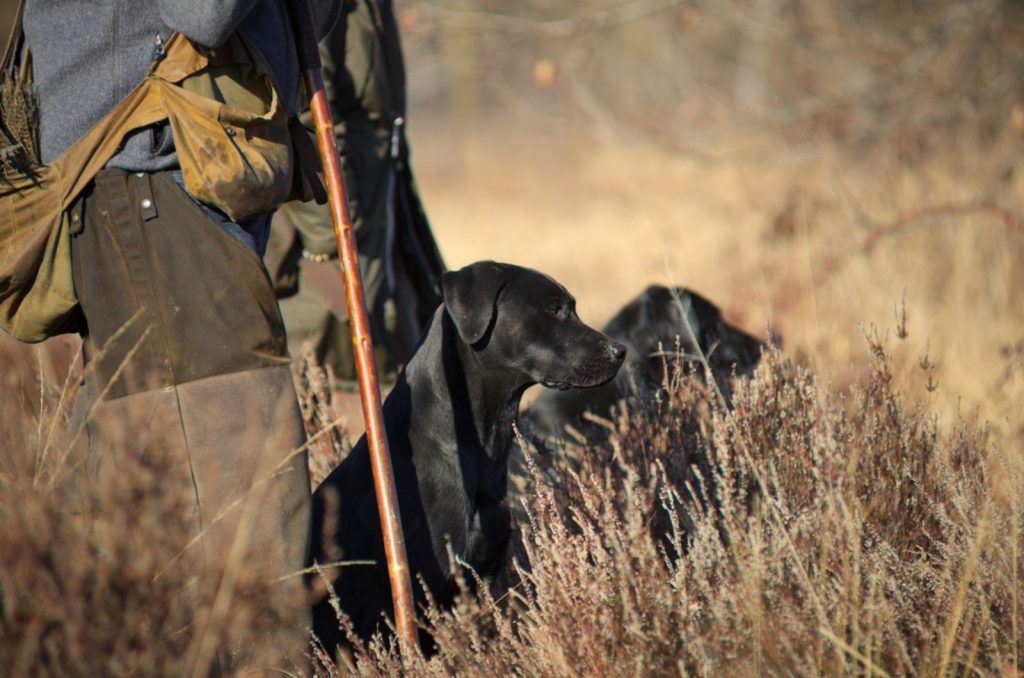 17 Best AKC Hunting Dog Breeds With Flawless Ethics