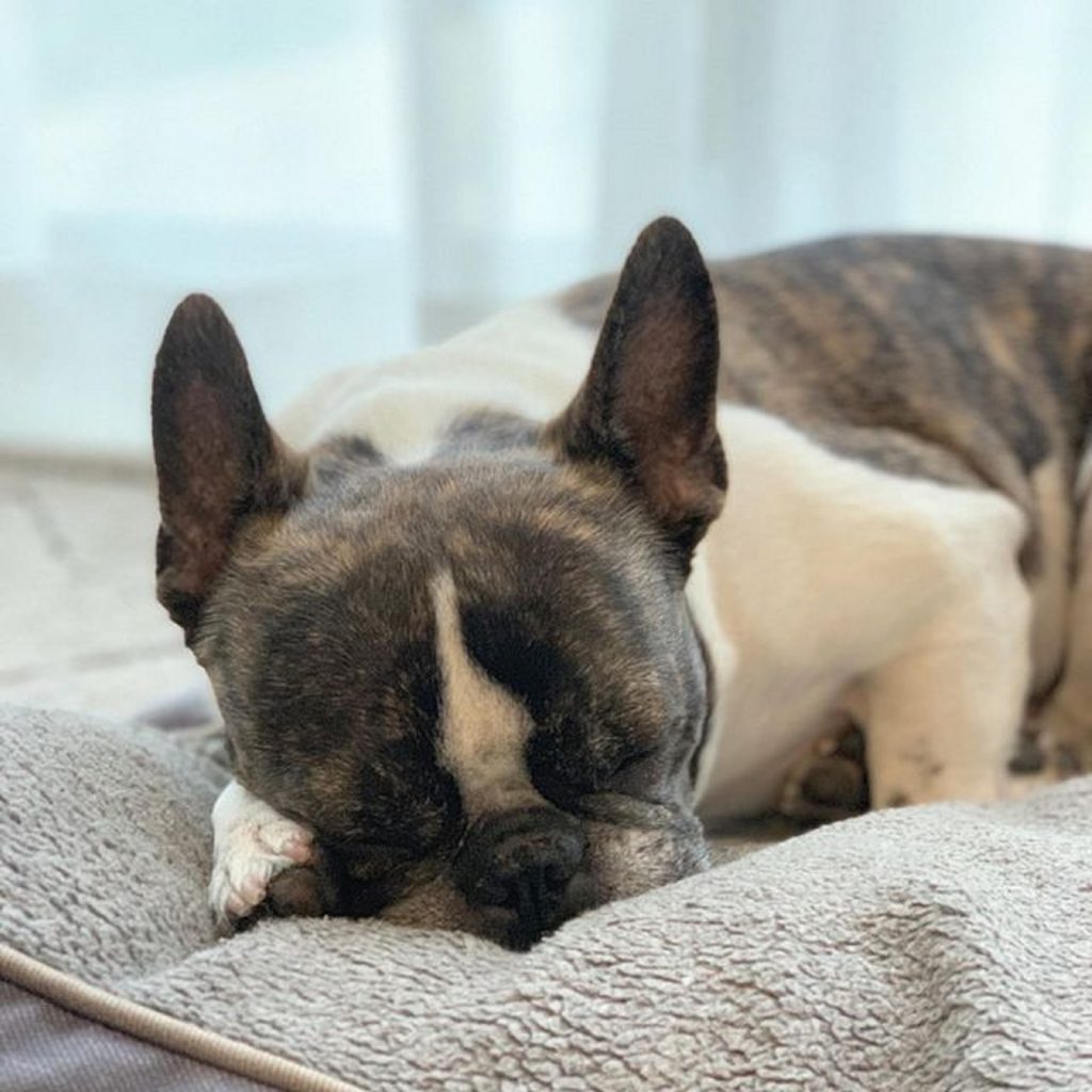 Brindle Pied French Bulldog: The Ultimate Mix Of Sass & Class