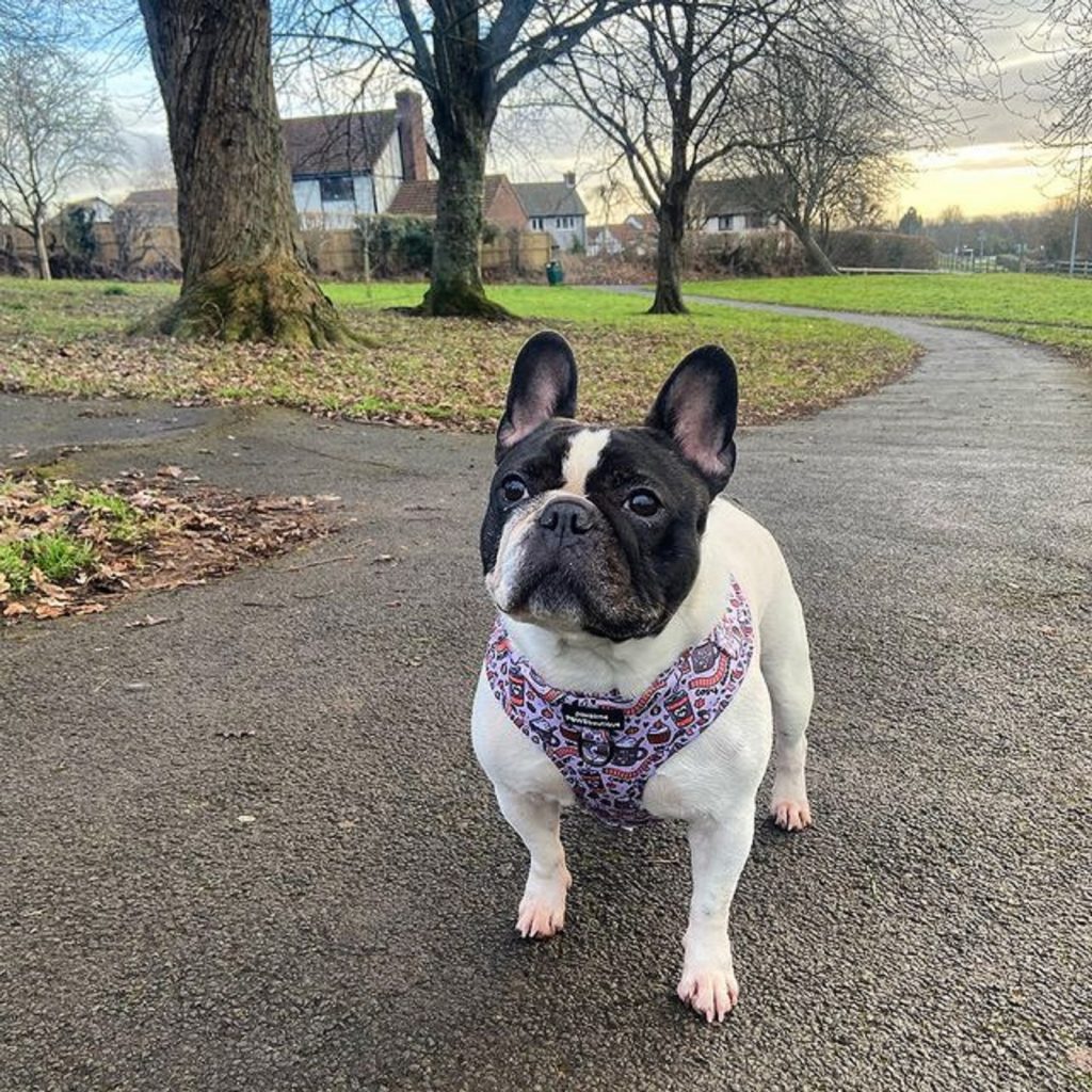Brindle Pied French Bulldog: The Ultimate Mix Of Sass & Class