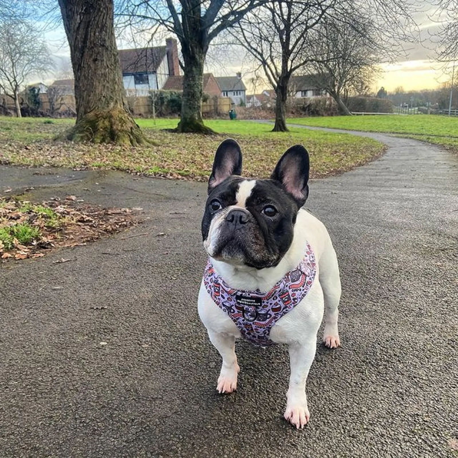 Brindle Pied French Bulldog: The Ultimate Mix Of Sass & Class