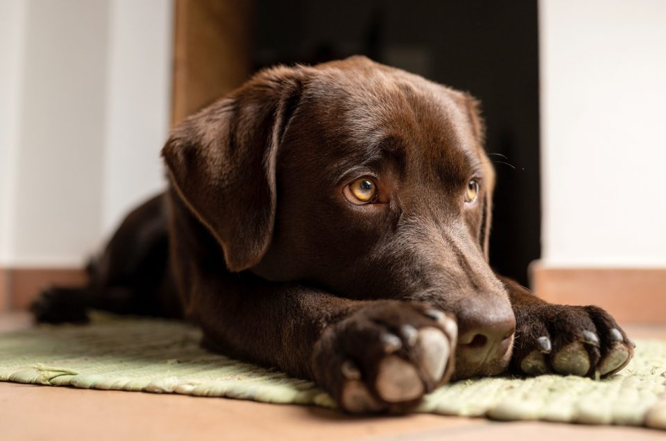 7 Labrador Hip Problems & How To Recognize Them