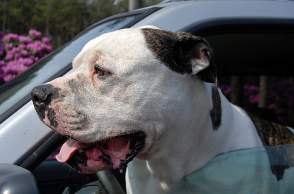 13 Dog Breeds That Drool A Lot