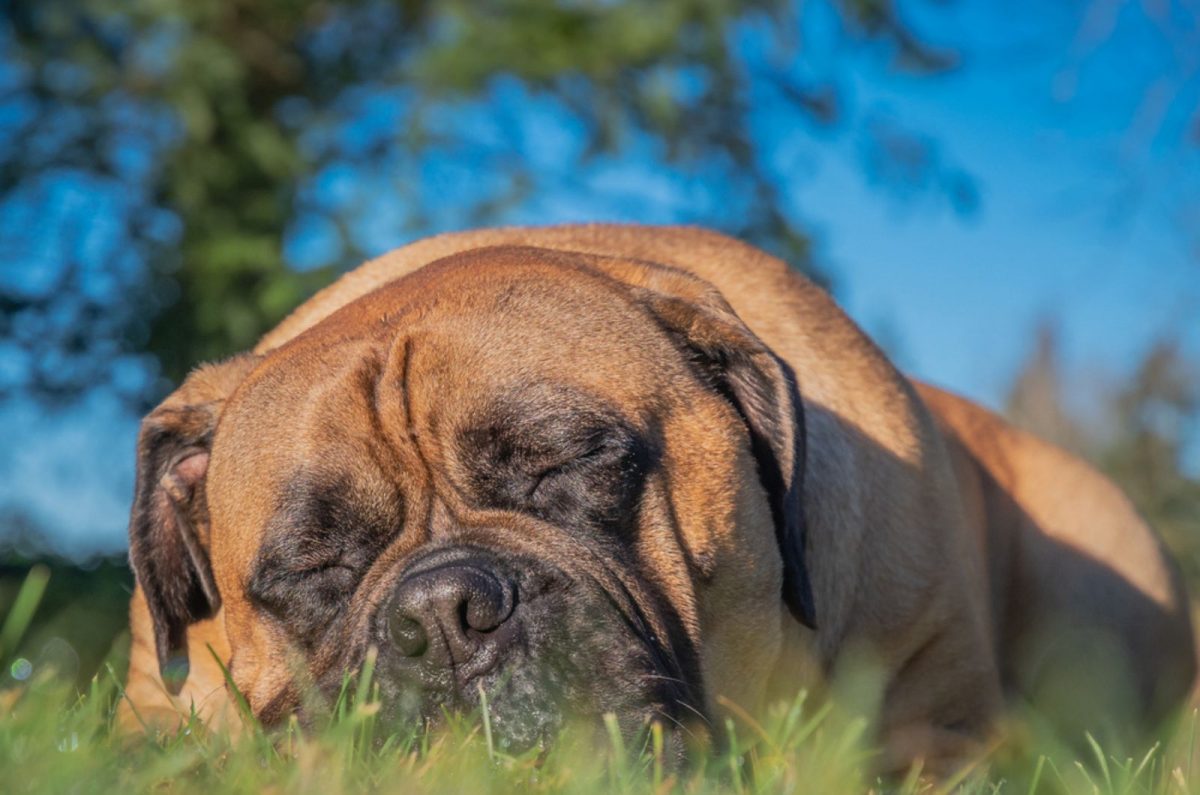 These 15 Sleepy Dog Breeds Will Make You Heavy-Eyed In No Time
