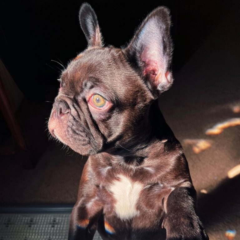 Chocolate Brindle French Bulldog: Color Me In Cocoa